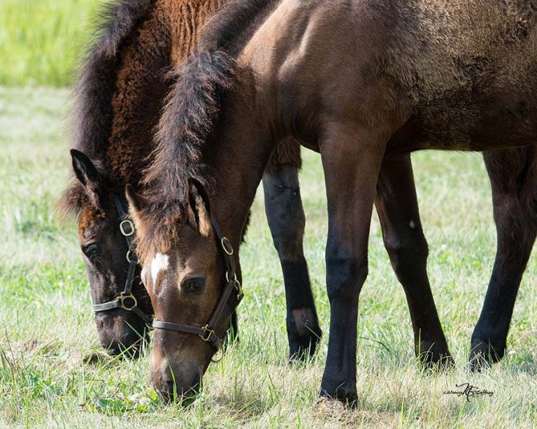 About Connemara Ponies - American Connemara Pony Society