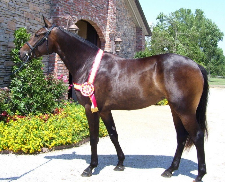 Classifieds - American Connemara Pony Society