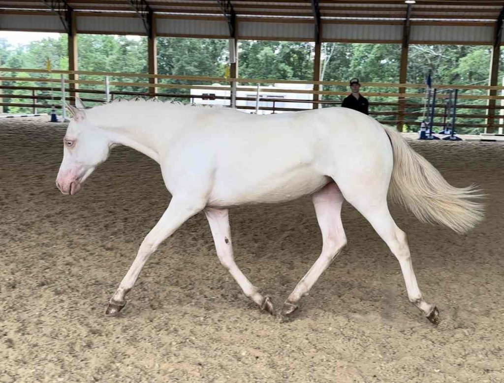 Classifieds - American Connemara Pony Society