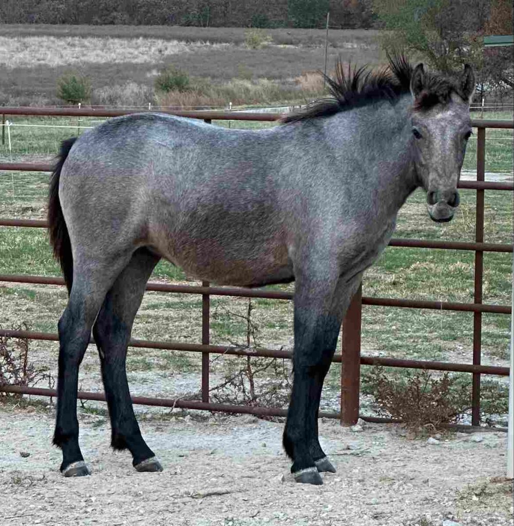 Classifieds - American Connemara Pony Society